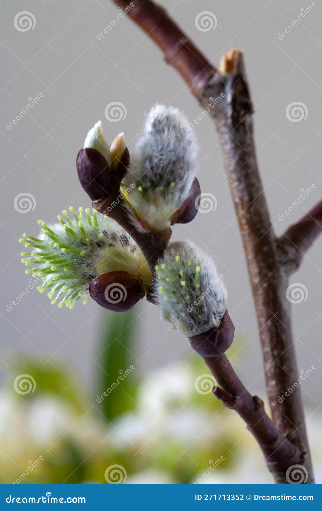 Willow Buds. on a Gray Background Stock Photo - Image of branch, nature ...