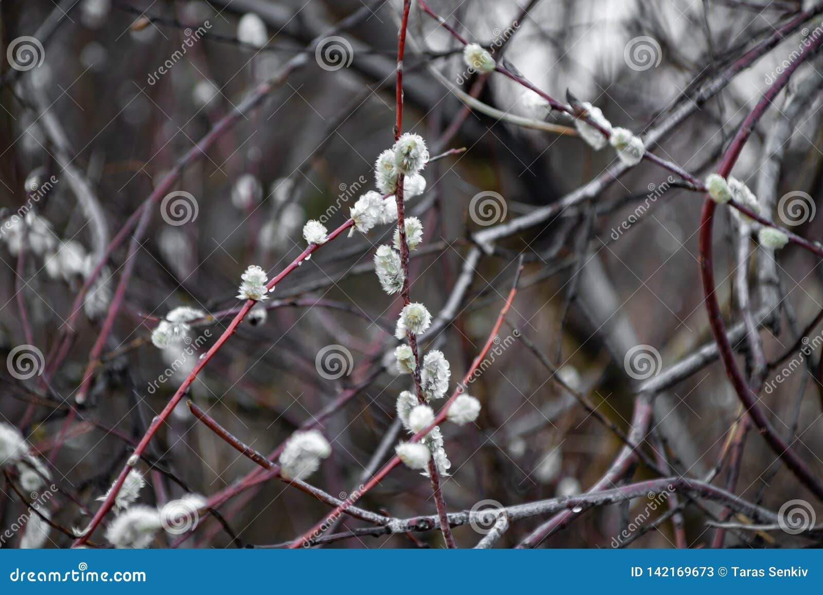Willow Buds in Spring in March in the Open Air Stock Image - Image of ...