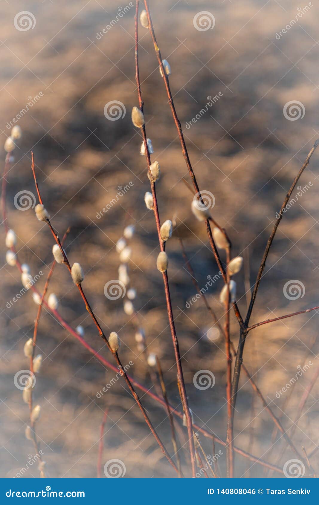 Willow Buds in Spring in March in the Open Air Stock Photo - Image of ...