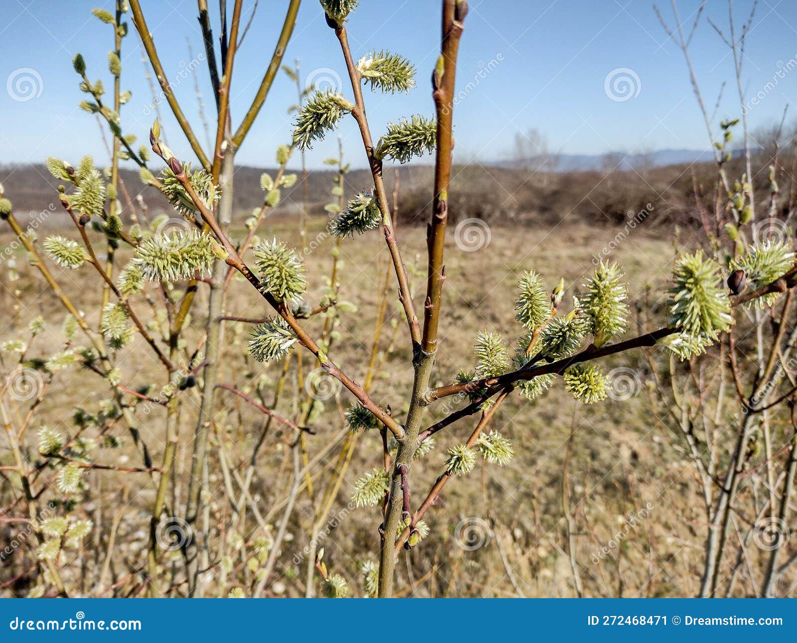 Willow Buds in the Tree in Spring. in Romania Stock Image - Image of ...