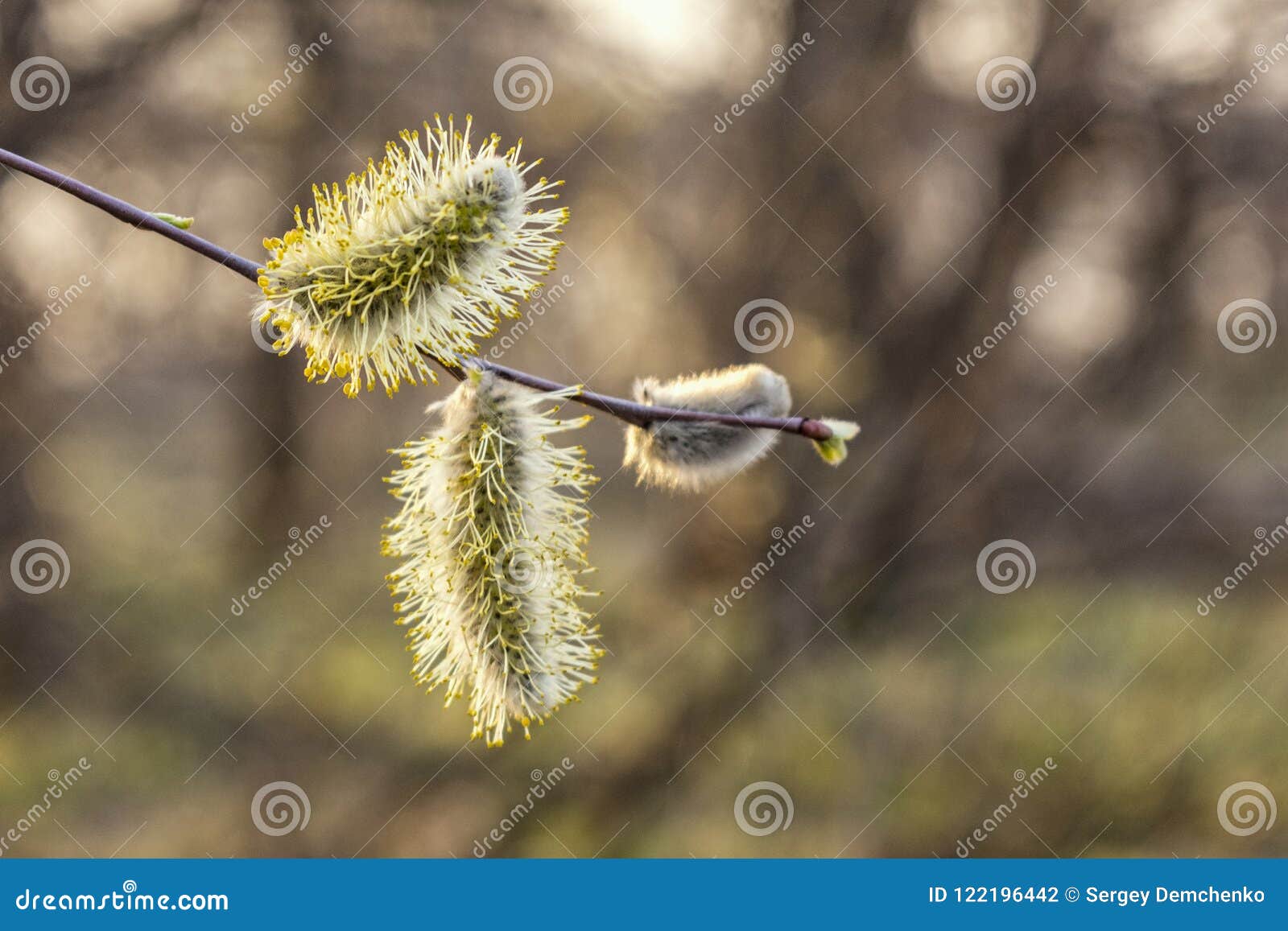 Willow buds on the tree stock photo. Image of buds, bush - 122196442