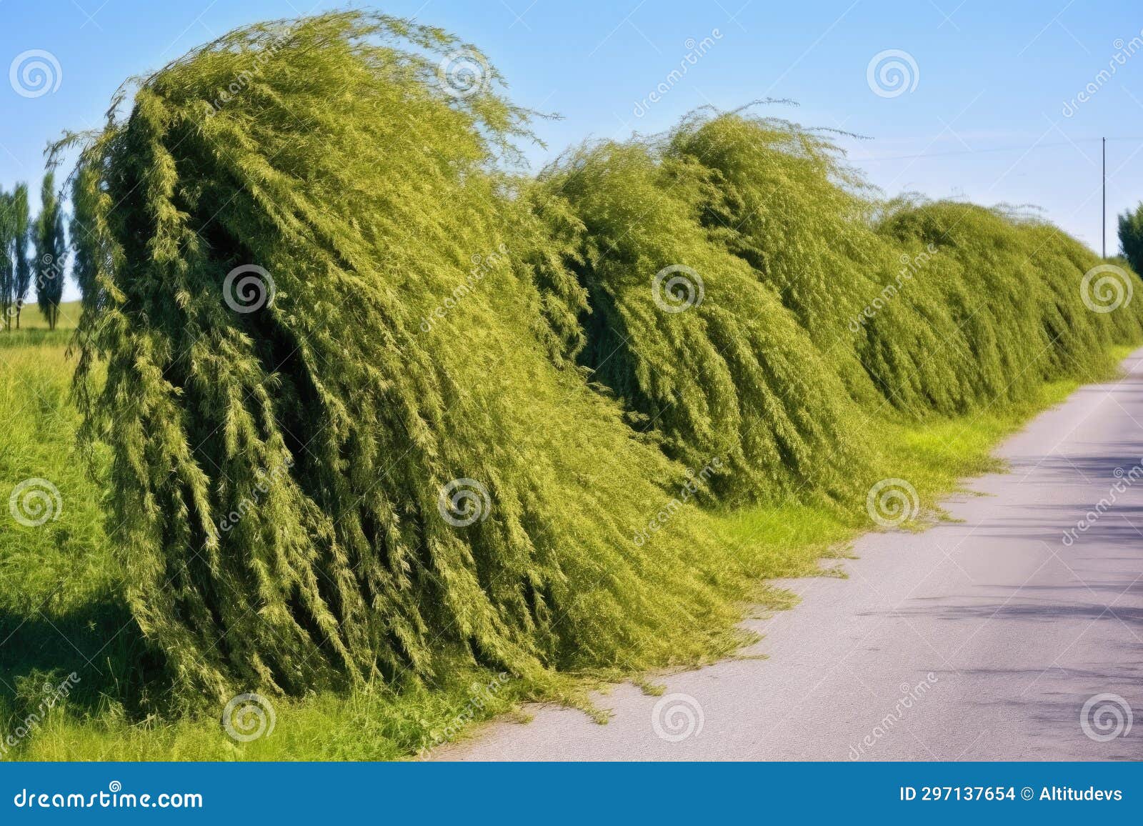 Willow Bushes Shape Shaped by Wind Stock Photo - Image of landscape ...