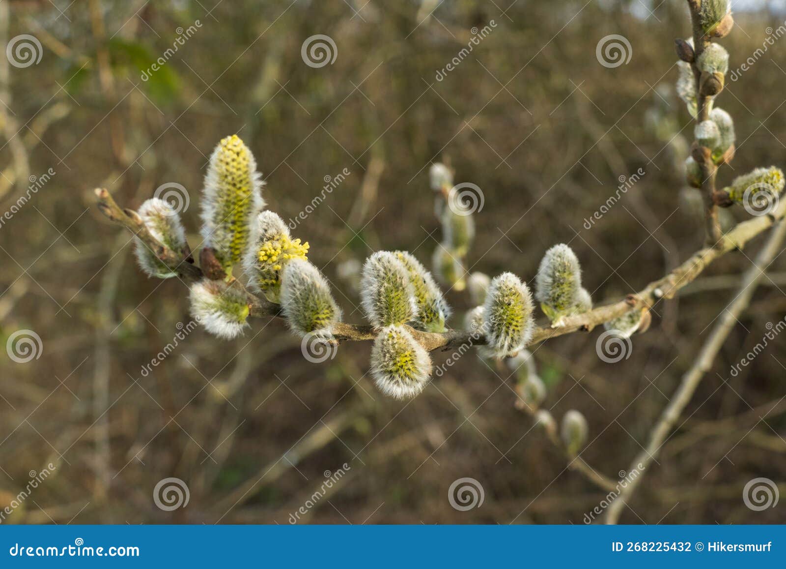 Willow Catkin, Salix with Delicate Down in Spring Stock Photo - Image ...