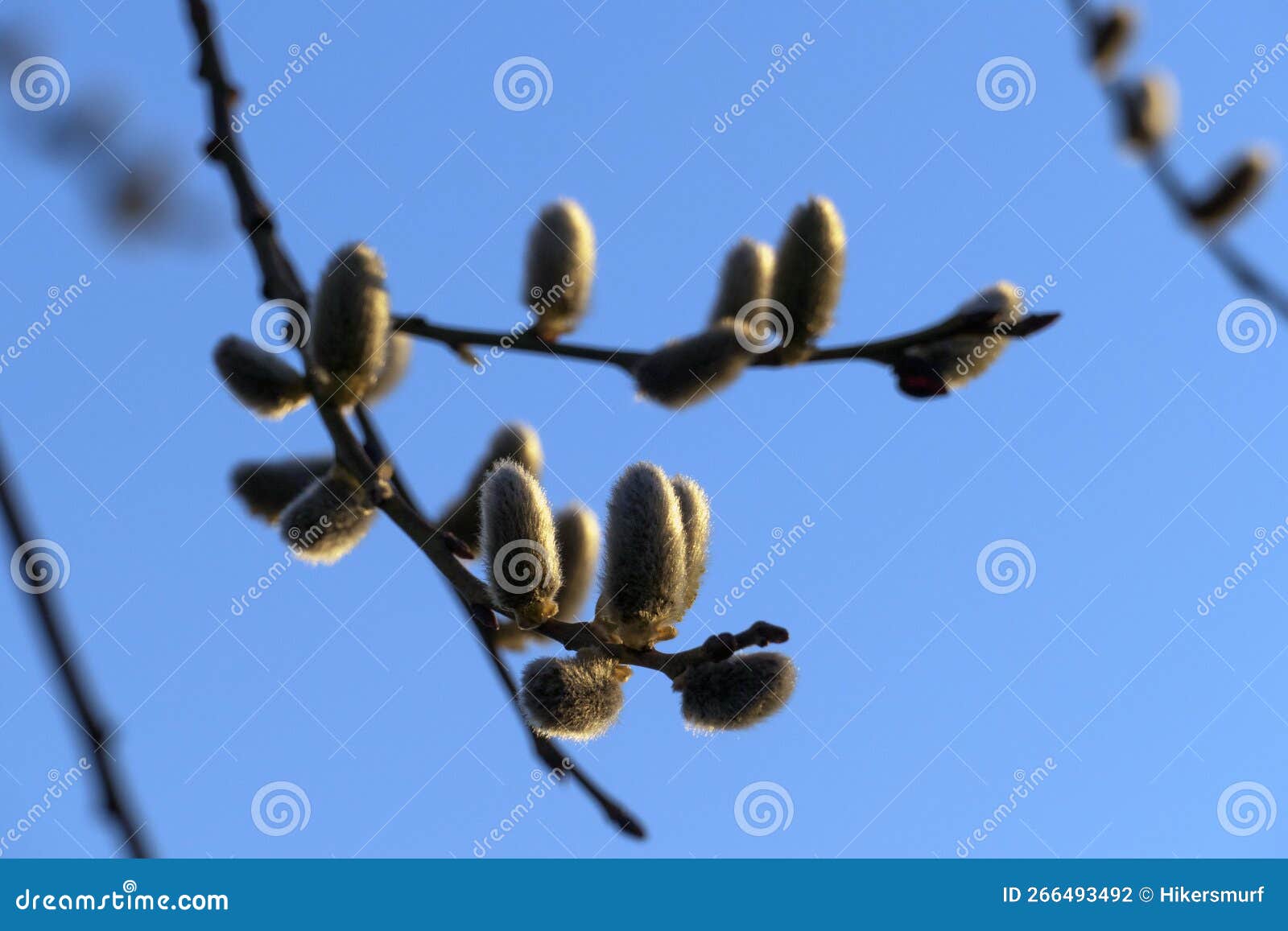 Willow Catkin, Salix with Delicate Down in Spring Stock Photo - Image ...