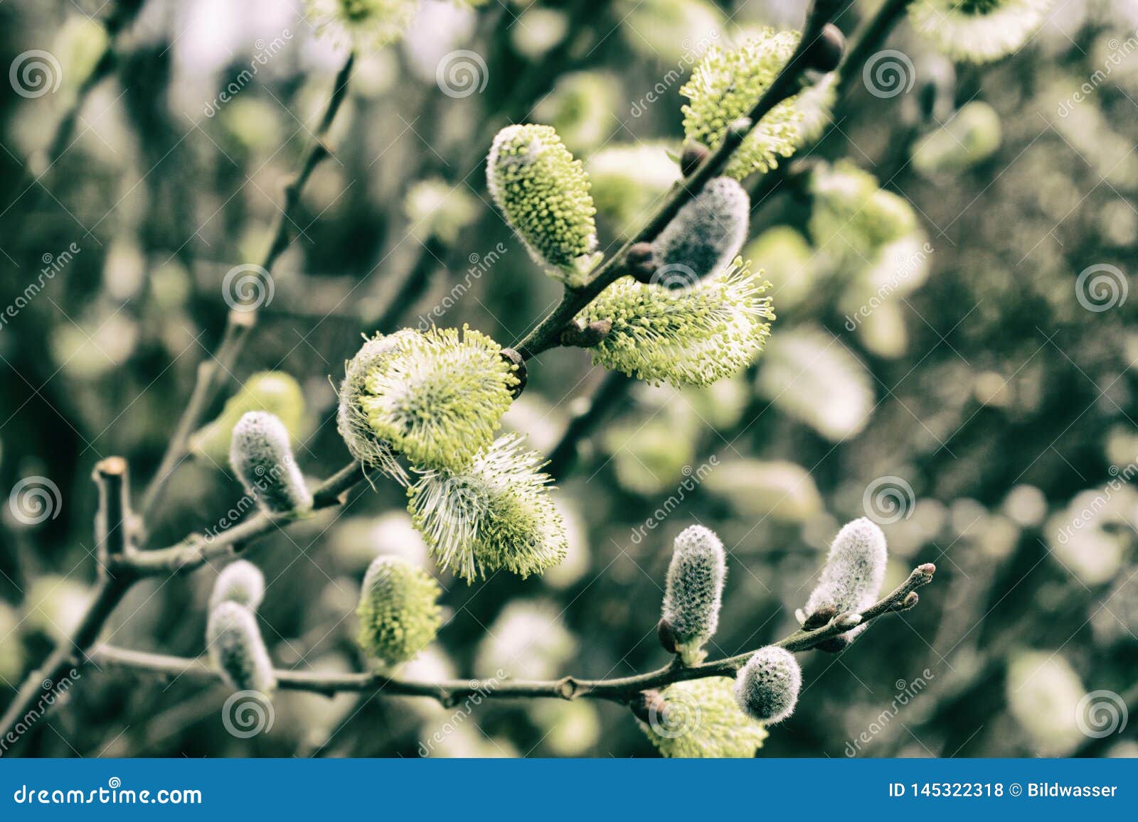 Willow Catkins Branch in Springtime Stock Photo - Image of nature ...