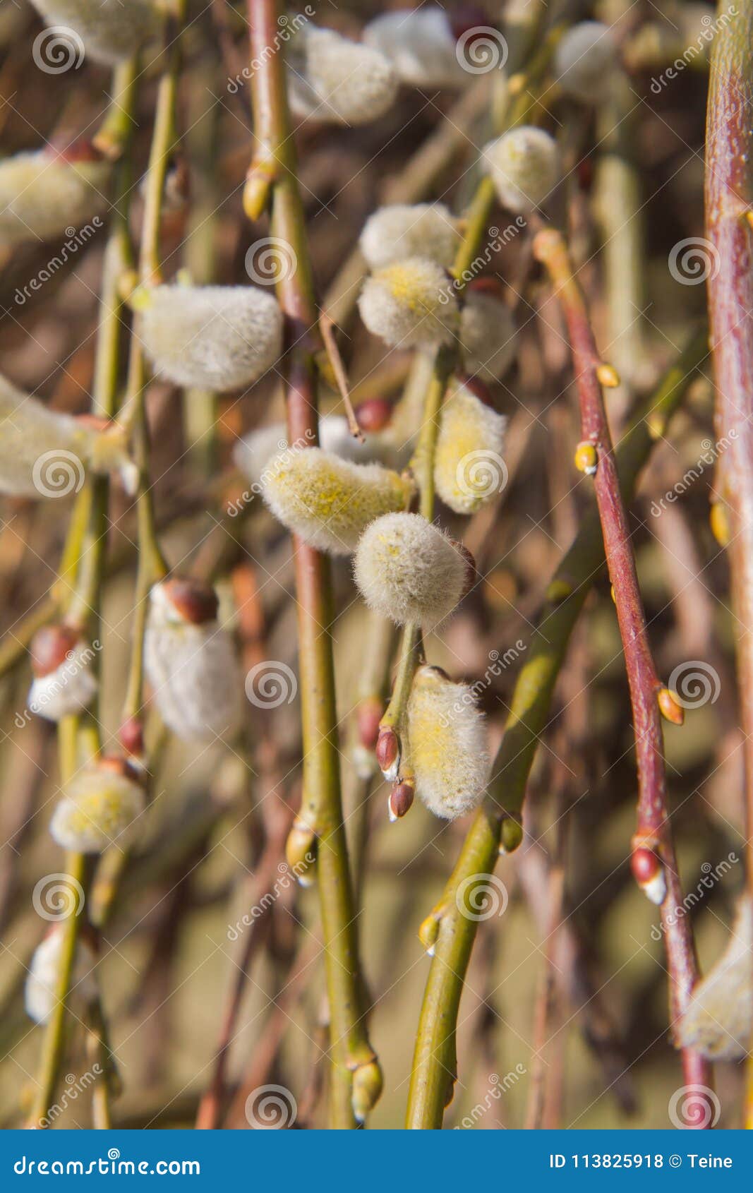 Willow catkins on a branch stock photo. Image of catkin - 113825918