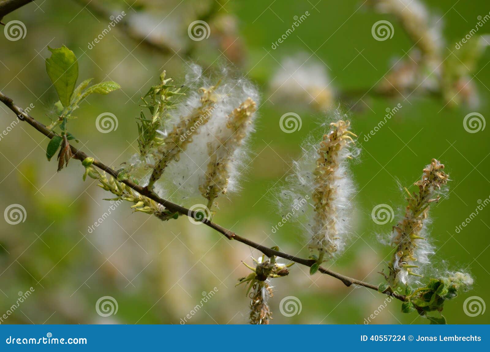 Willow catkins stock photo. Image of fluffy, willow, branch - 40557224