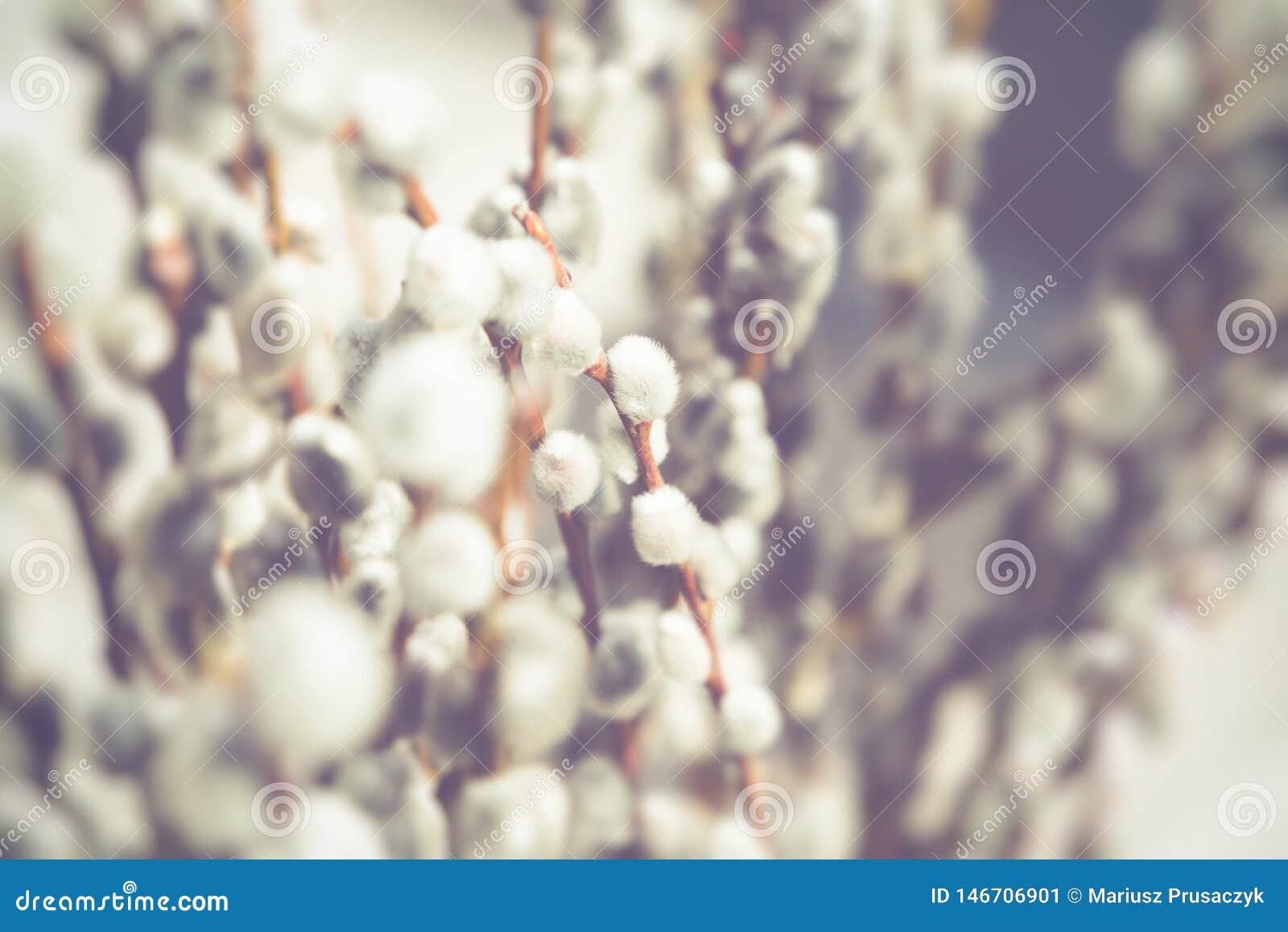 Willow Catkins, Spring, Easter Stock Image - Image of background ...