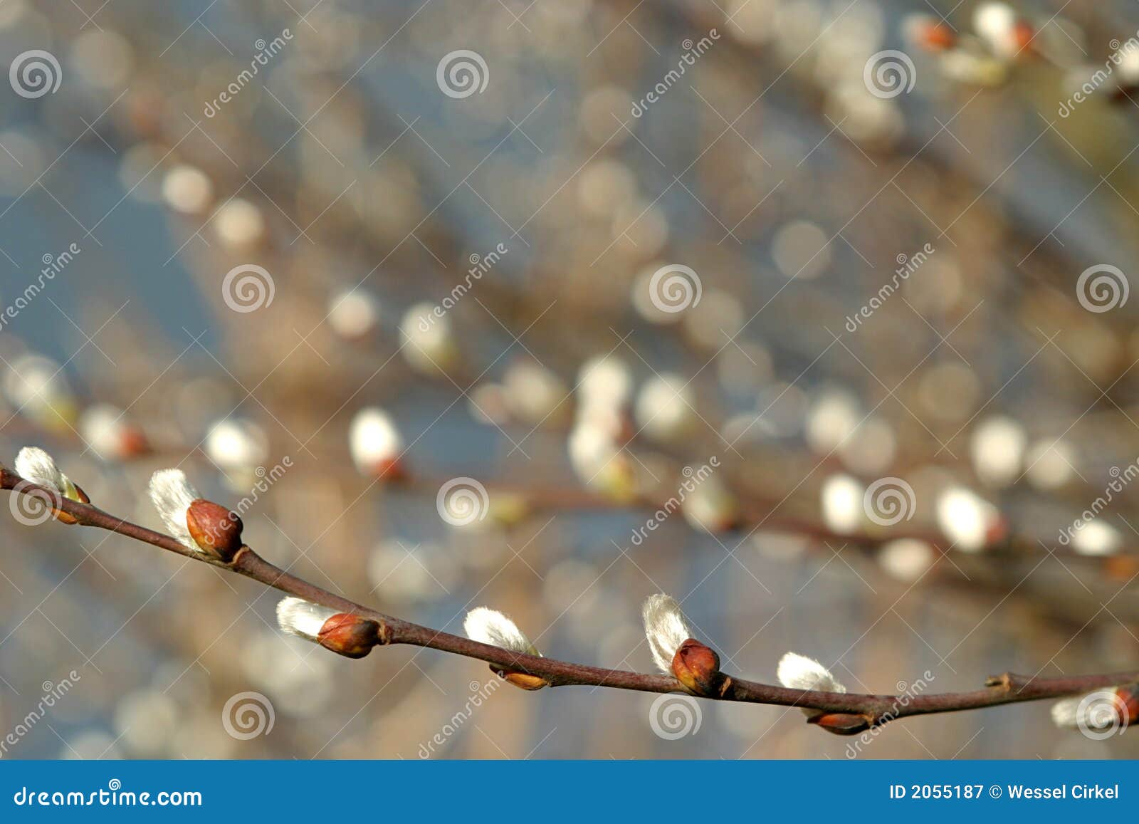 Willow-catkins (spring Time) Stock Image - Image of decoration, botanic ...
