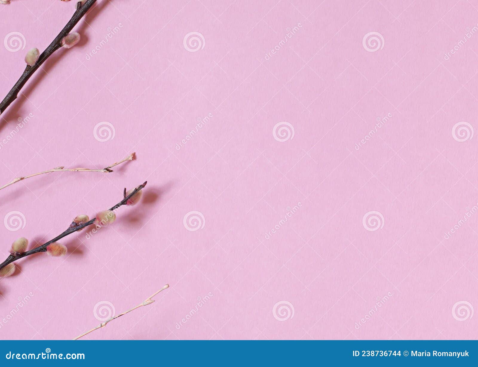 Willow Catkins and Spring Tree Branches on the Pink Background. Stock ...