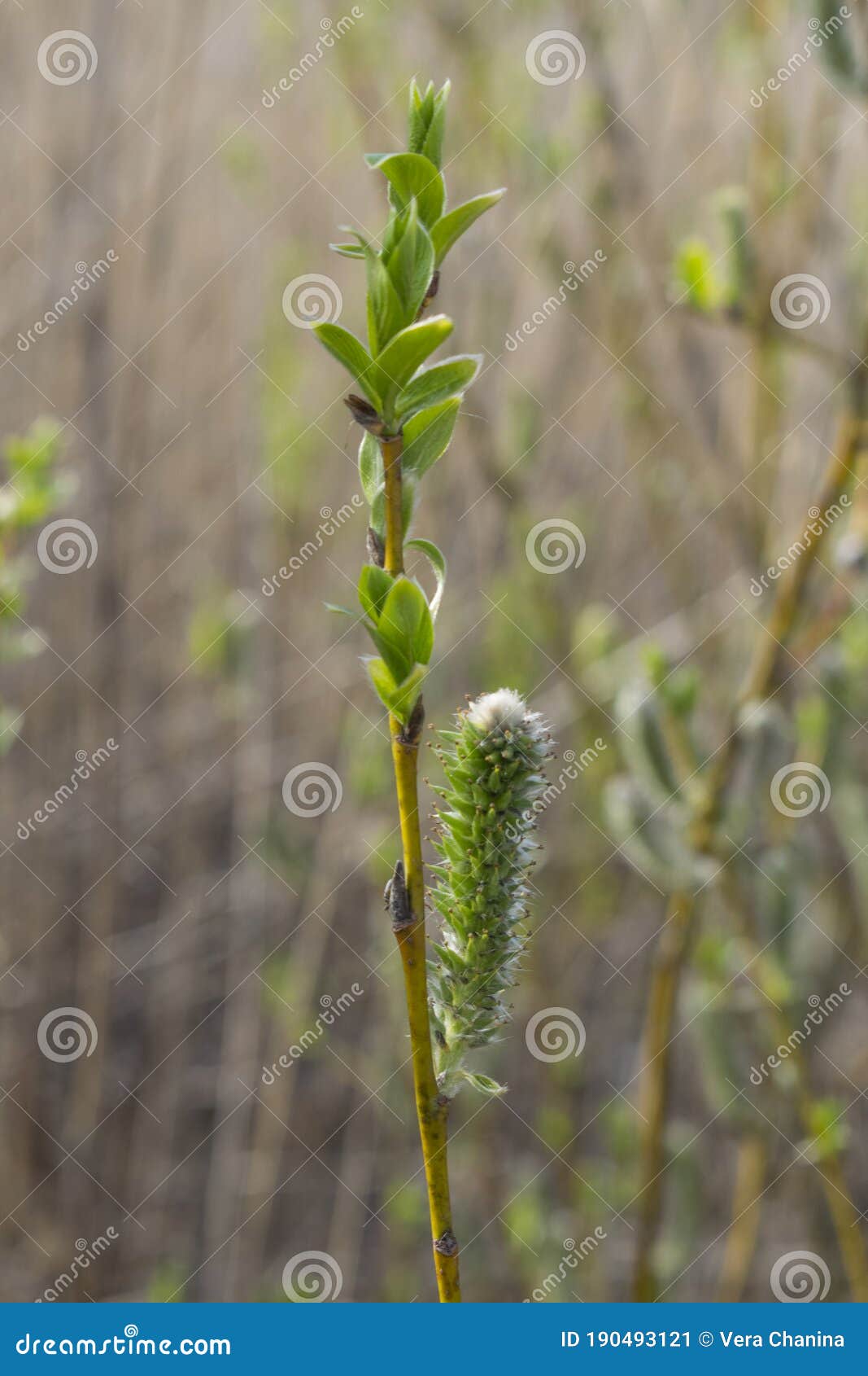 Willow Cone Close-up, Vertical Photo of a Bush Stock Image - Image of ...