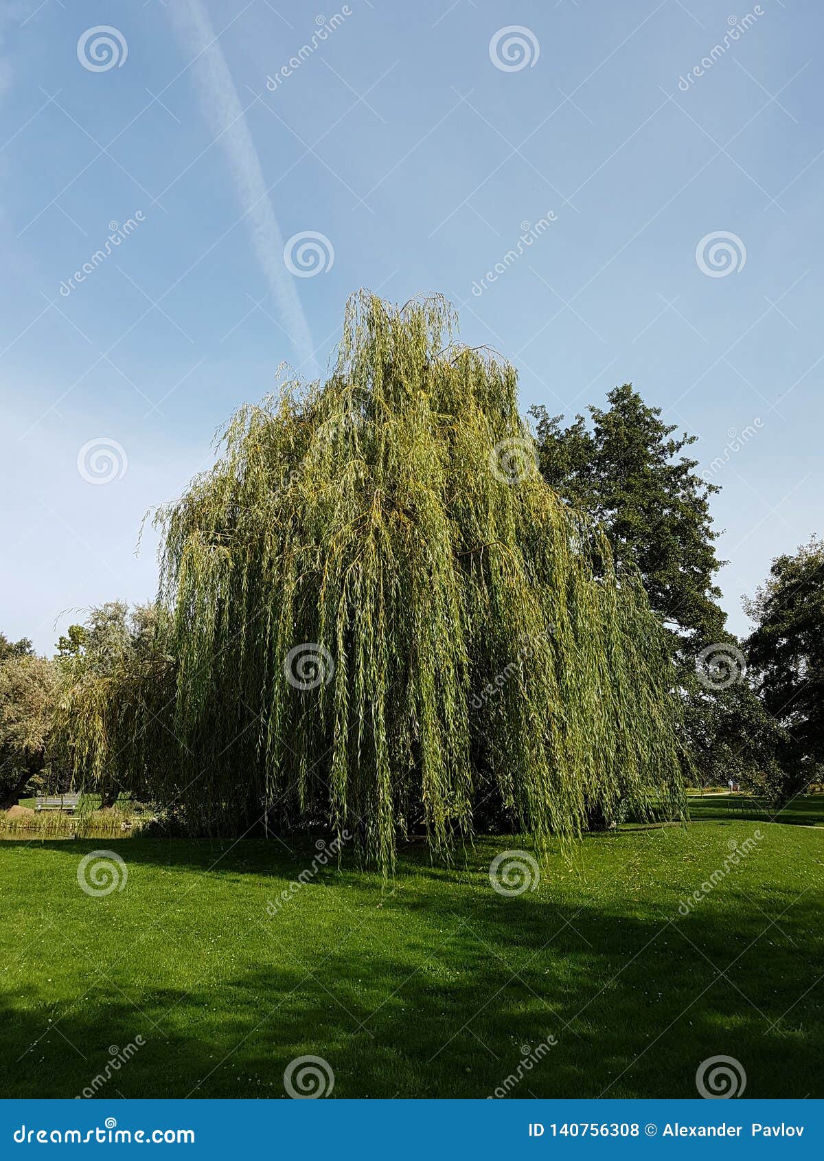 Willow Crying a Sad Tree in the Park at the River Stock Photo - Image ...