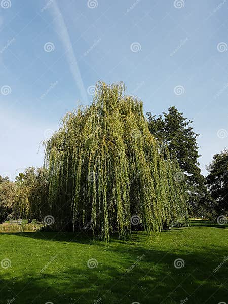 Willow Crying a Sad Tree in the Park at the River Stock Photo - Image ...