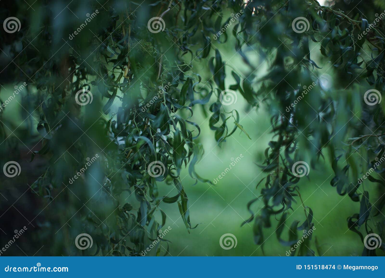 Willow Curly Tree, Closeup Branches with Green Leaves in Spring Stock ...