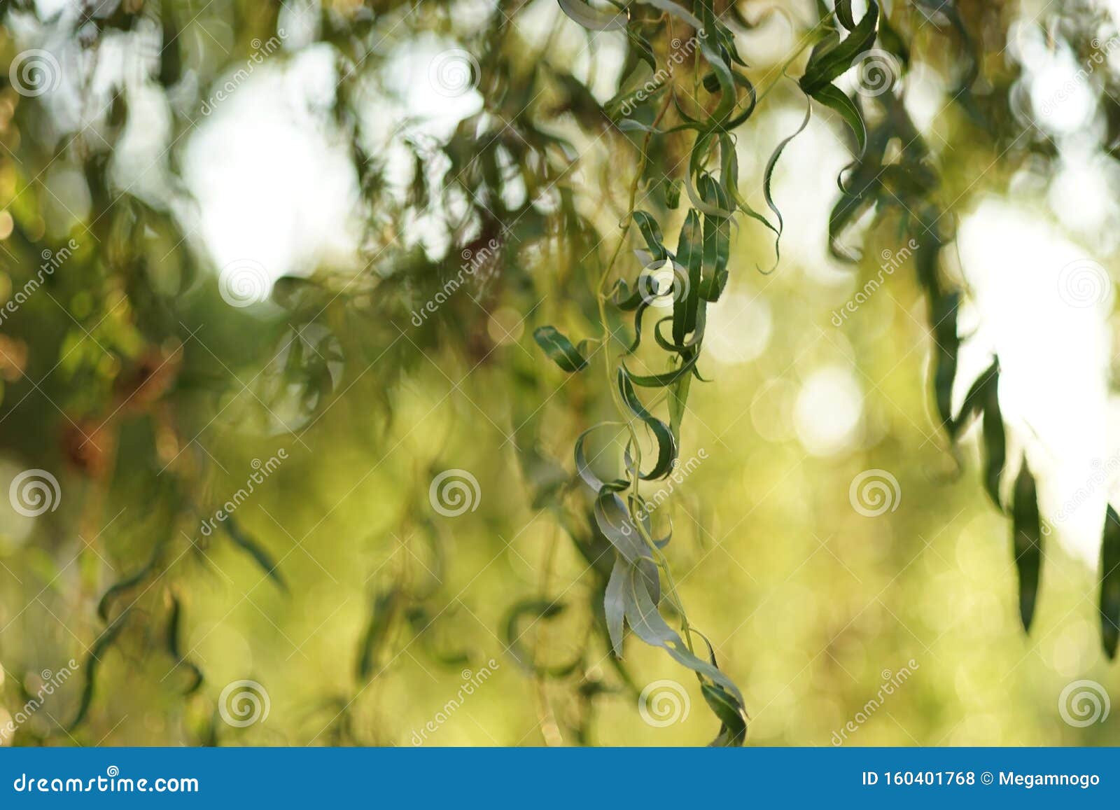Willow Curly Tree Closeup Branches. Green Leaves Stock Photo - Image of ...