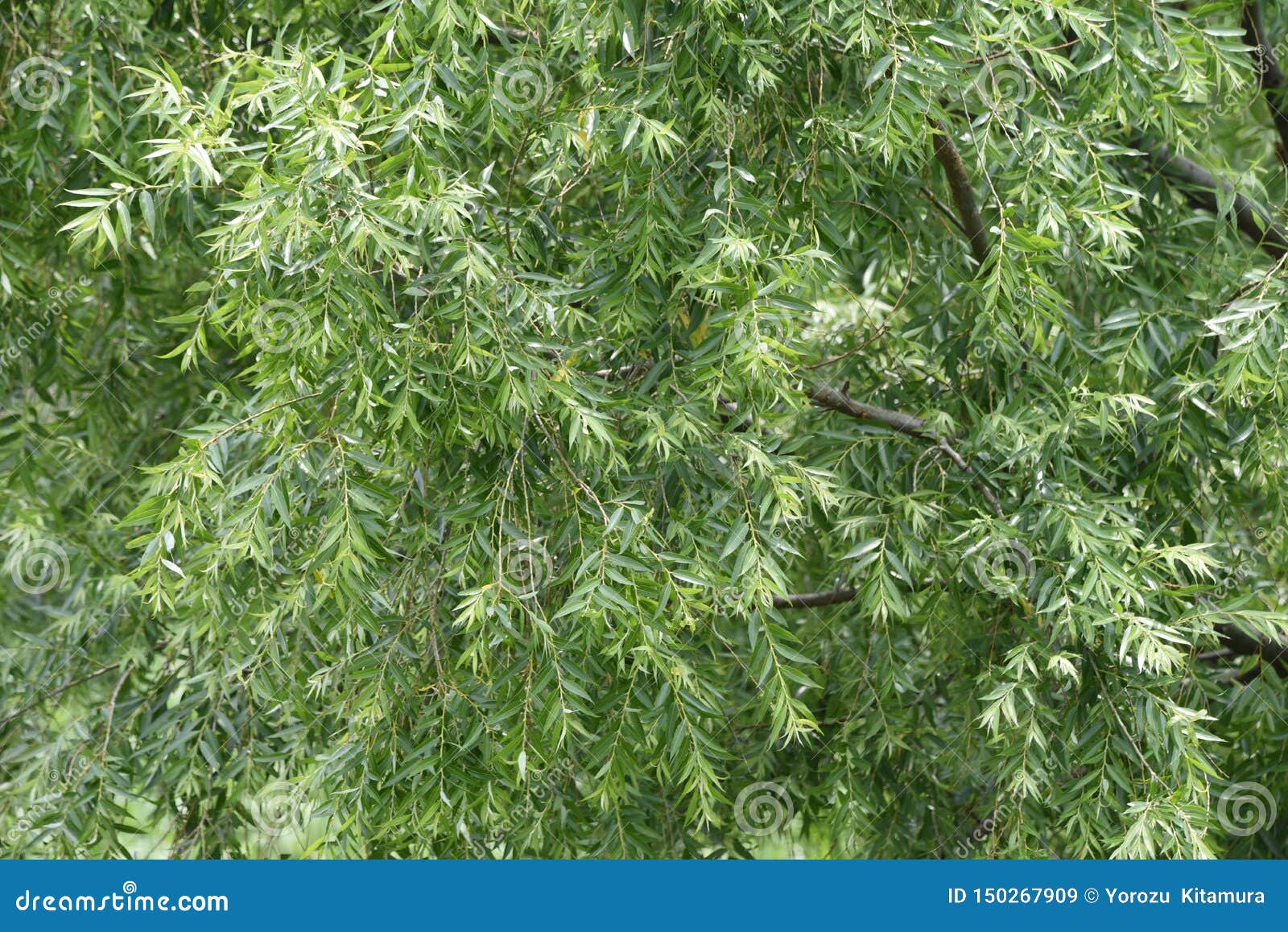 Willow tree fresh green stock image. Image of garden - 150267909