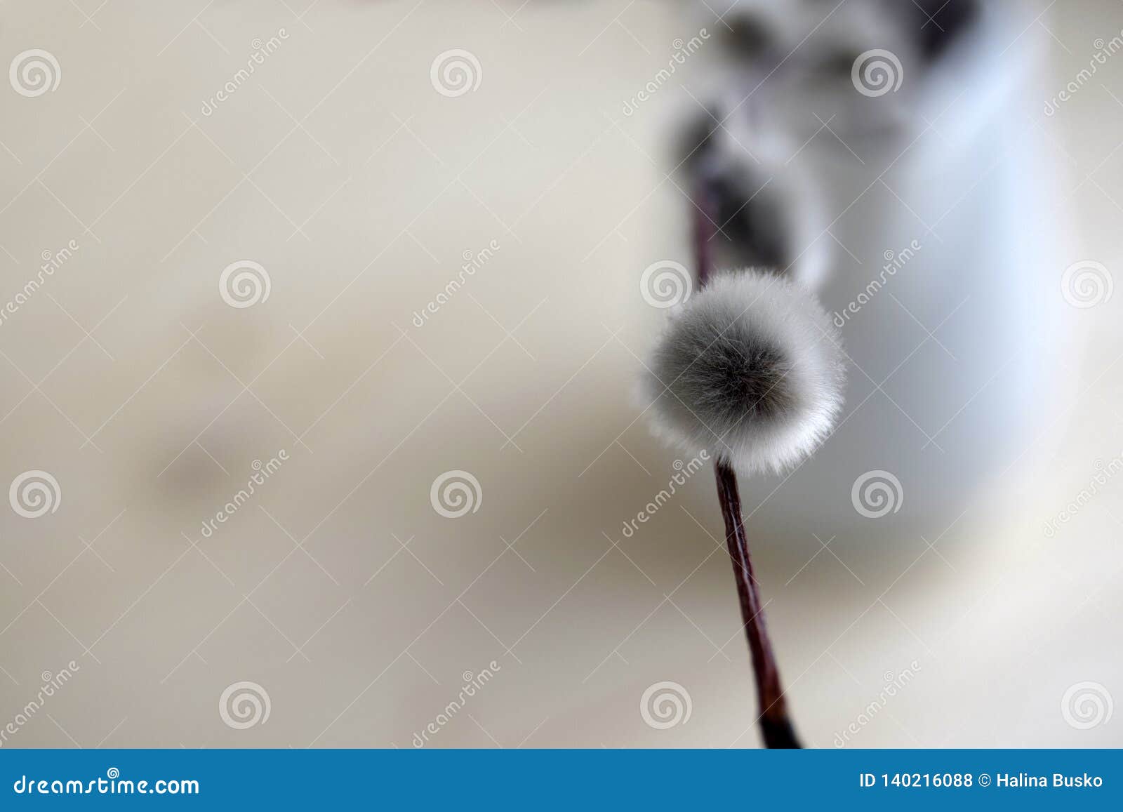 The Willow is Easter Symbol Stock Photo - Image of burst, background ...