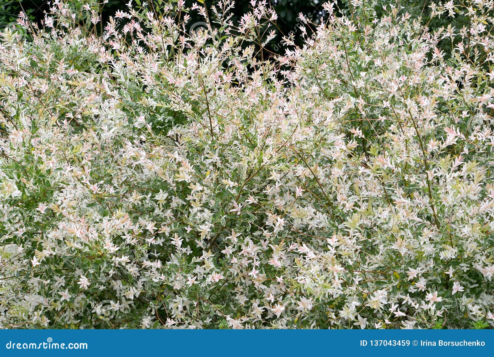 Willow Entire-leaved Salix Integra Hakuro Nishiki Stock Image - Image ...