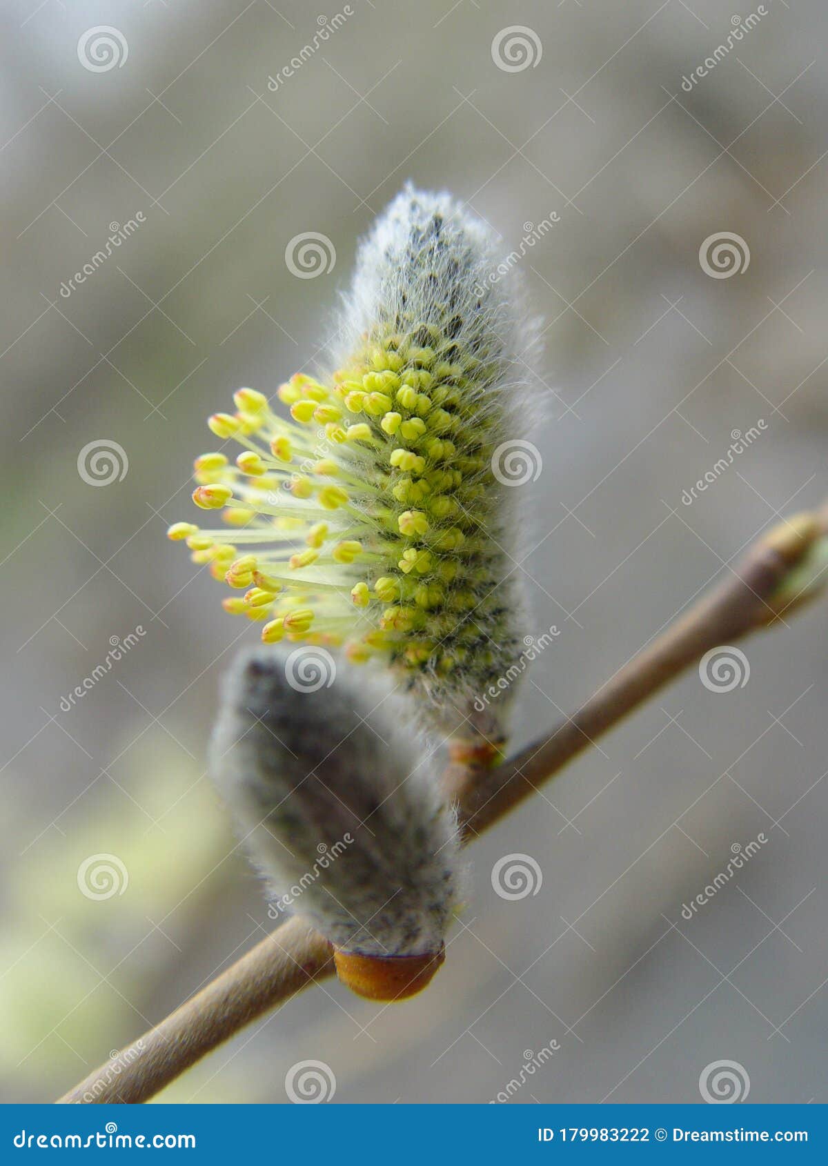 Willow Flower, Base. Tree Flower Stock Photo - Image of willow, nature ...