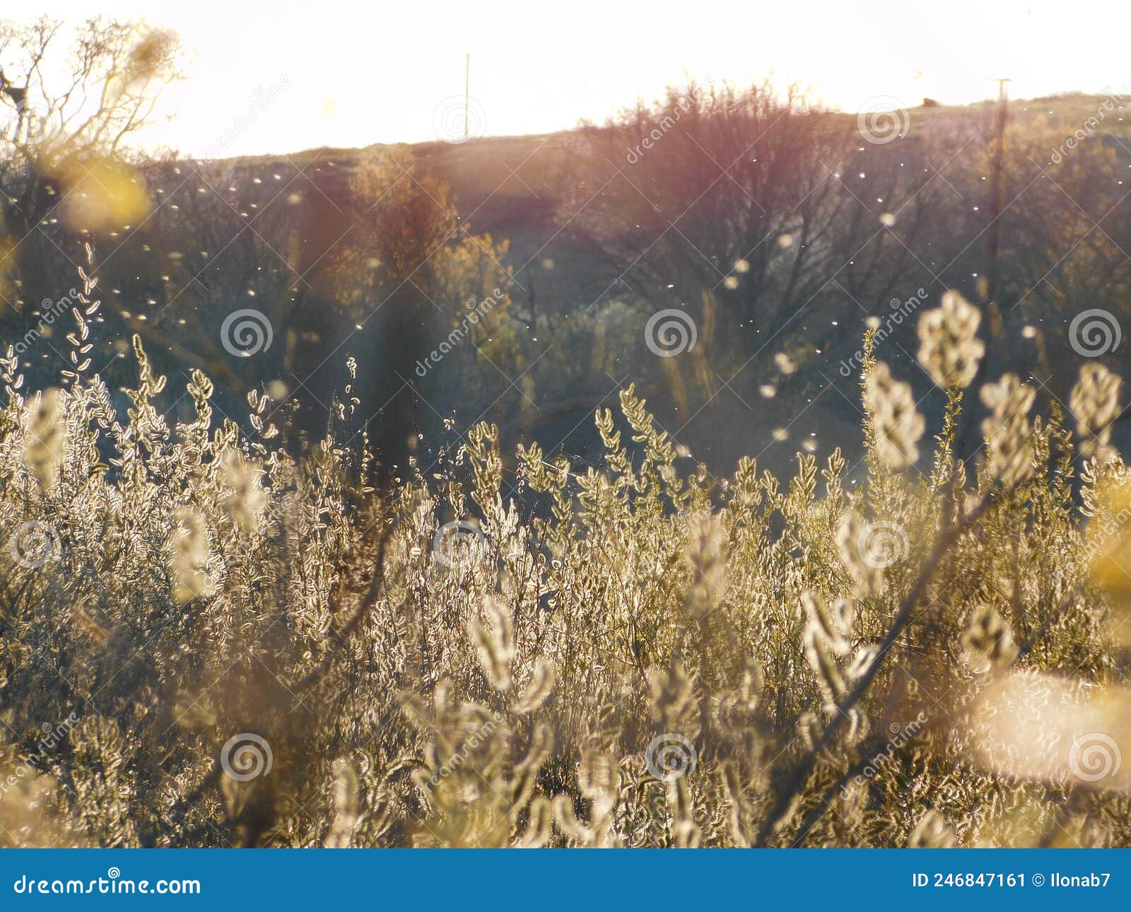 Willow Flower. Willow. Beautiful Willow. Plant. Beautiful Plant Stock ...