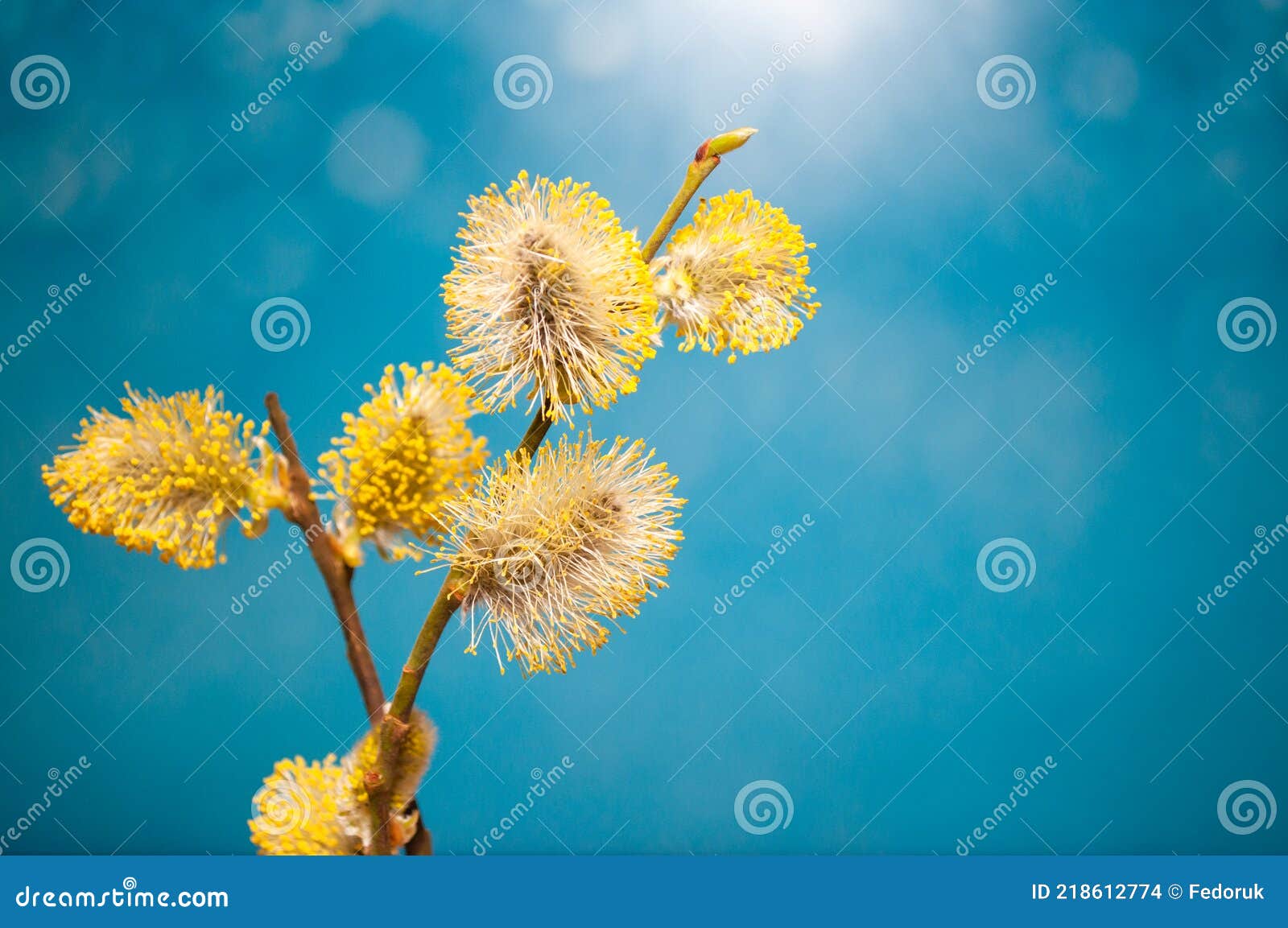 Willow Flower on a Blue Background with Bokeh Stock Photo - Image of ...