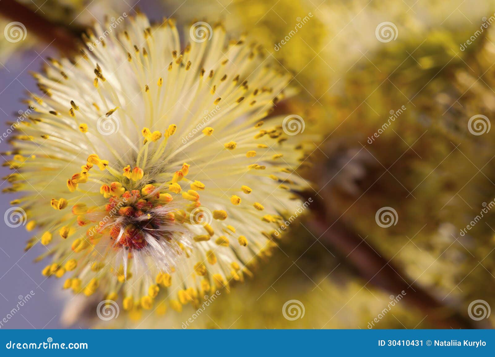 Willow flower stock image. Image of season, floral, spring - 30410431