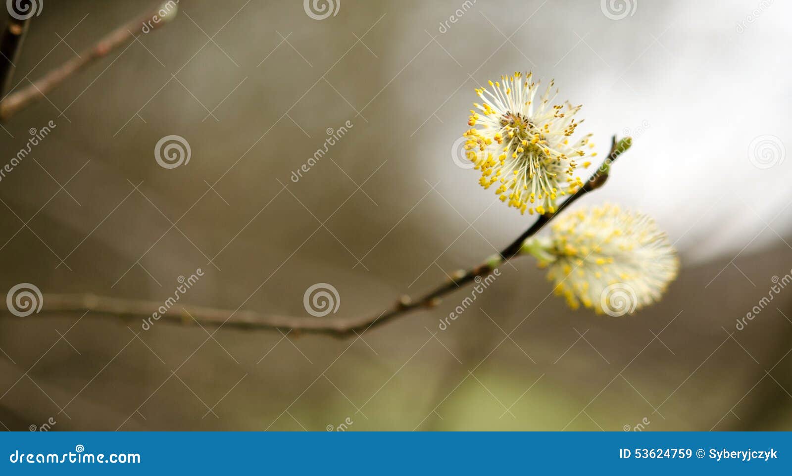 Willow flower stock image. Image of yellow, tree, poland - 53624759