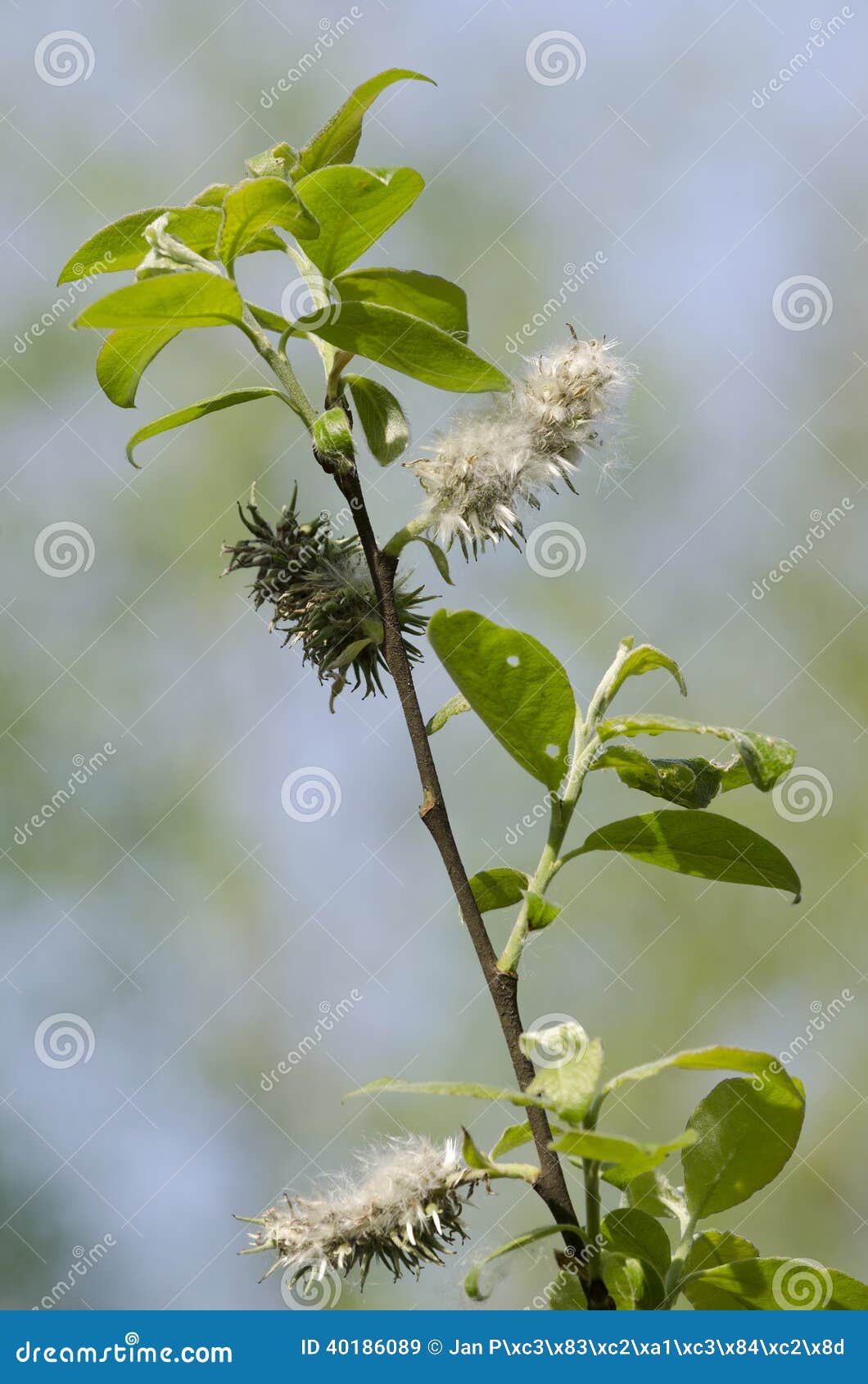 Willow flower stock image. Image of botany, clear, blossom - 40186089