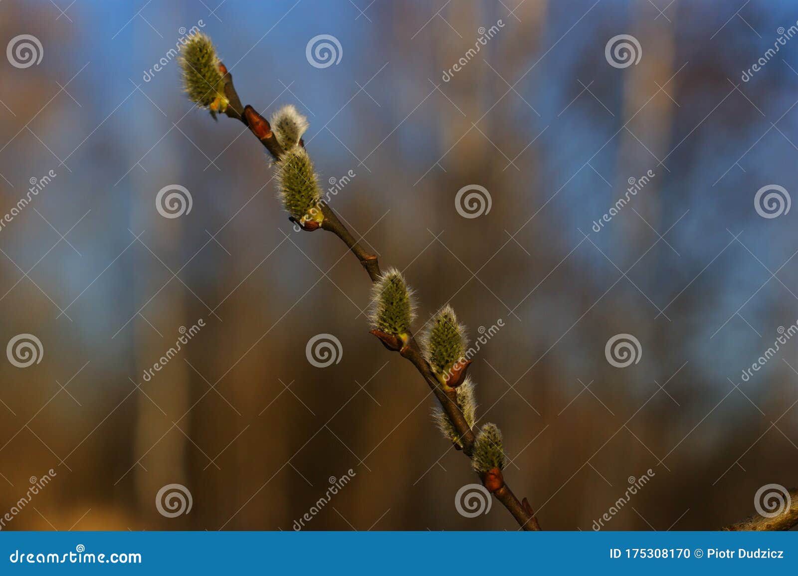 Catkins,spring in Nature but Also Approaching Easter Holidays Stock ...