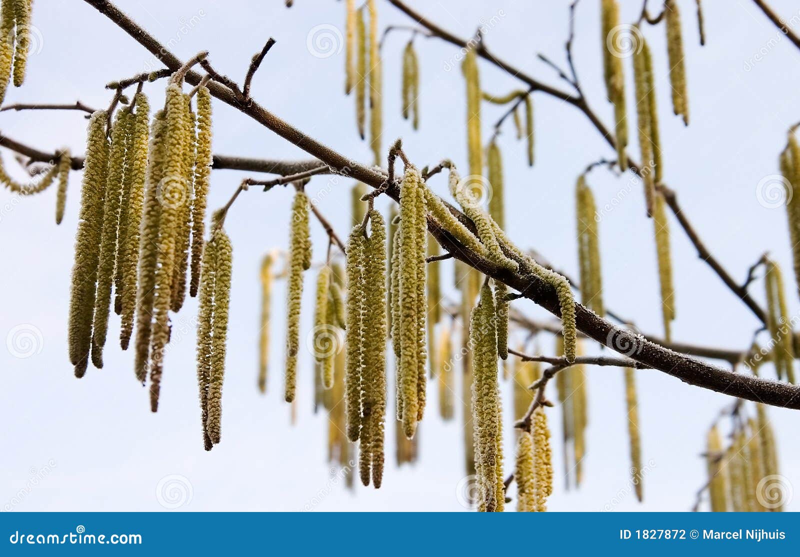 Willow flowers stock photo. Image of reproduction, vertical - 1827872
