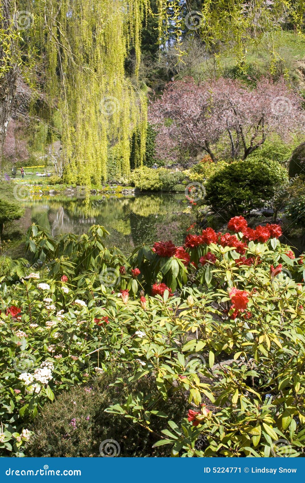 Willow and flowers stock image. Image of flower, floral - 5224771