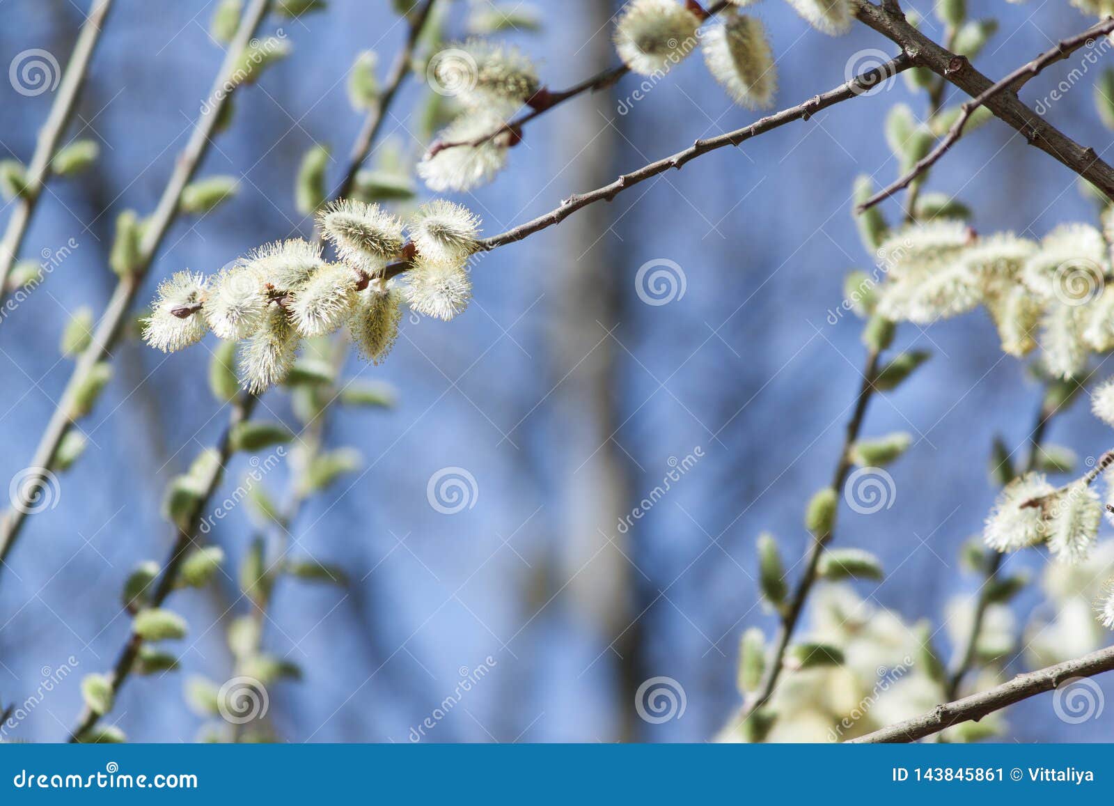 Willow Flowers Branches, Soft Early Spring Background Stock Image ...