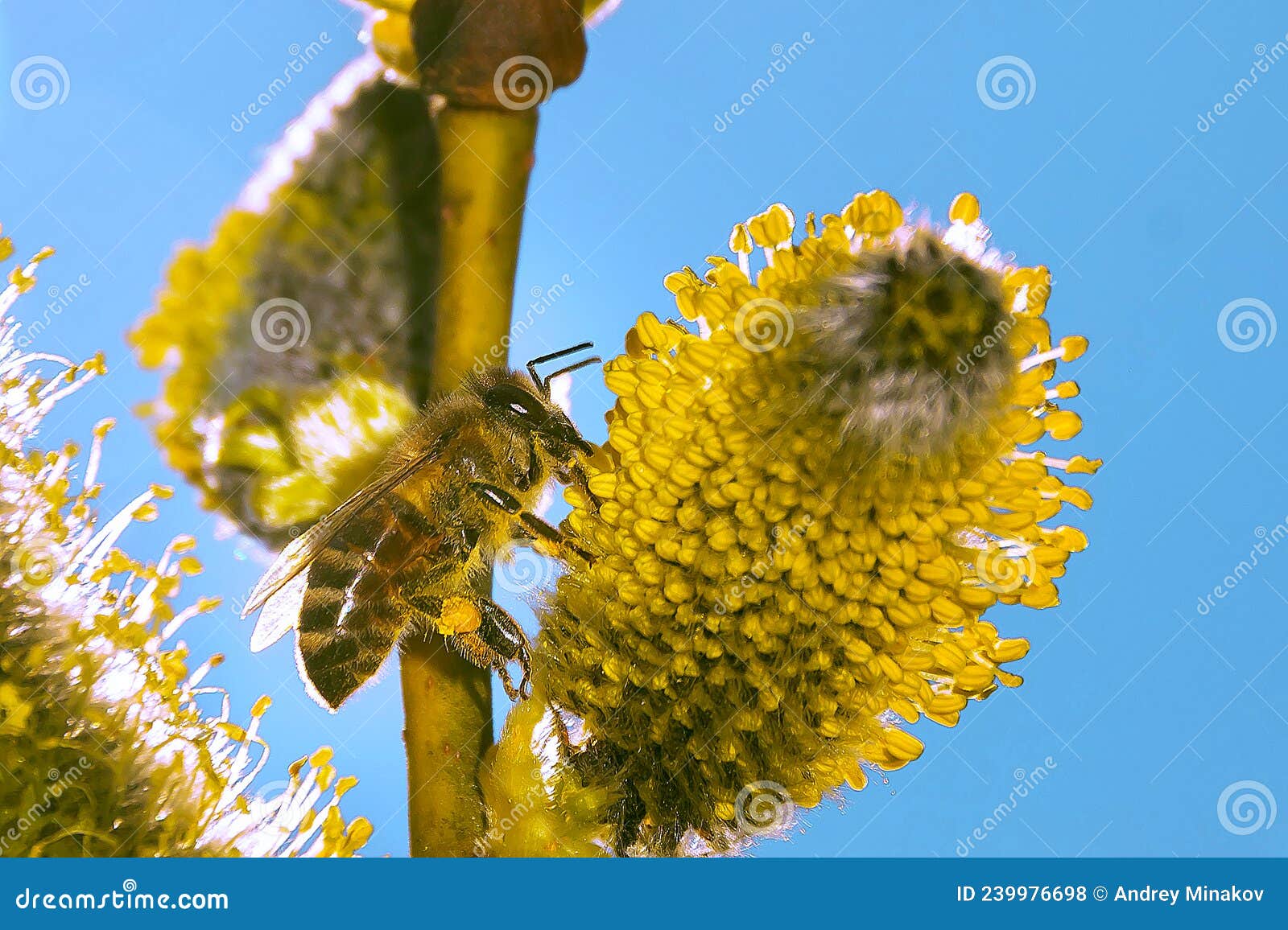 Bee Collect Nectar from Flowering Willow Stock Photo - Image of honey ...