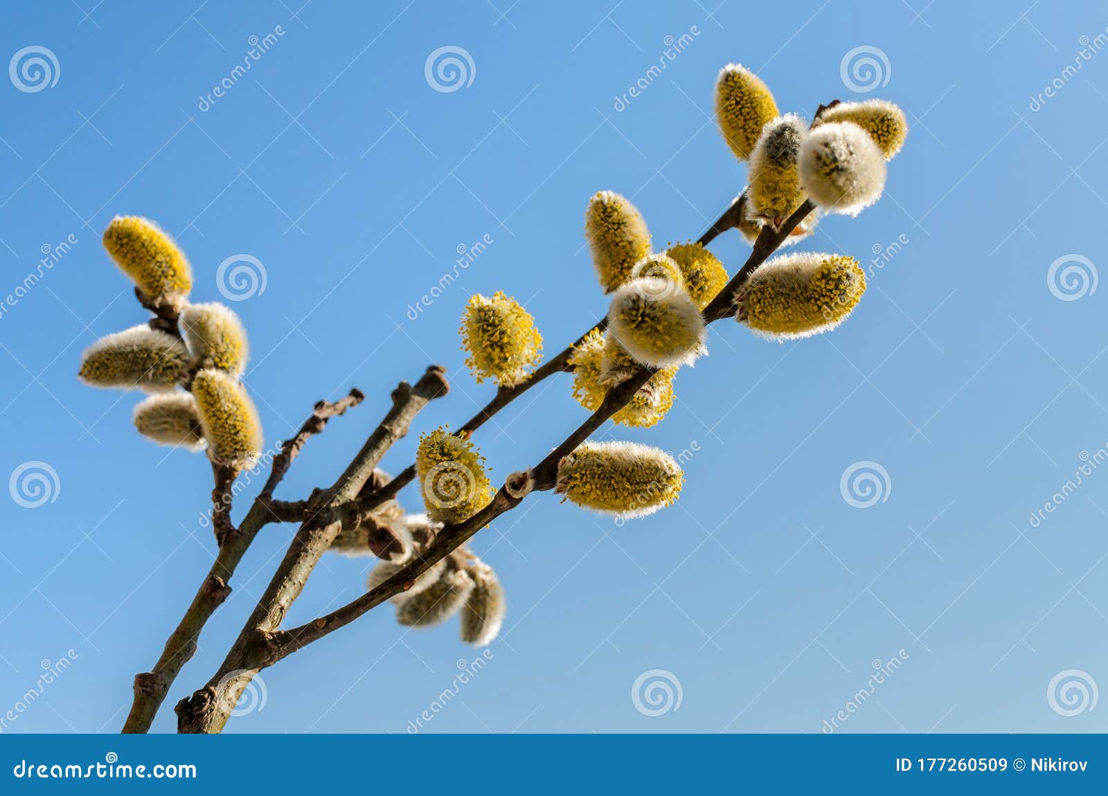 Willow Fluffy Buds Bloomed in Spring Stock Image - Image of early ...