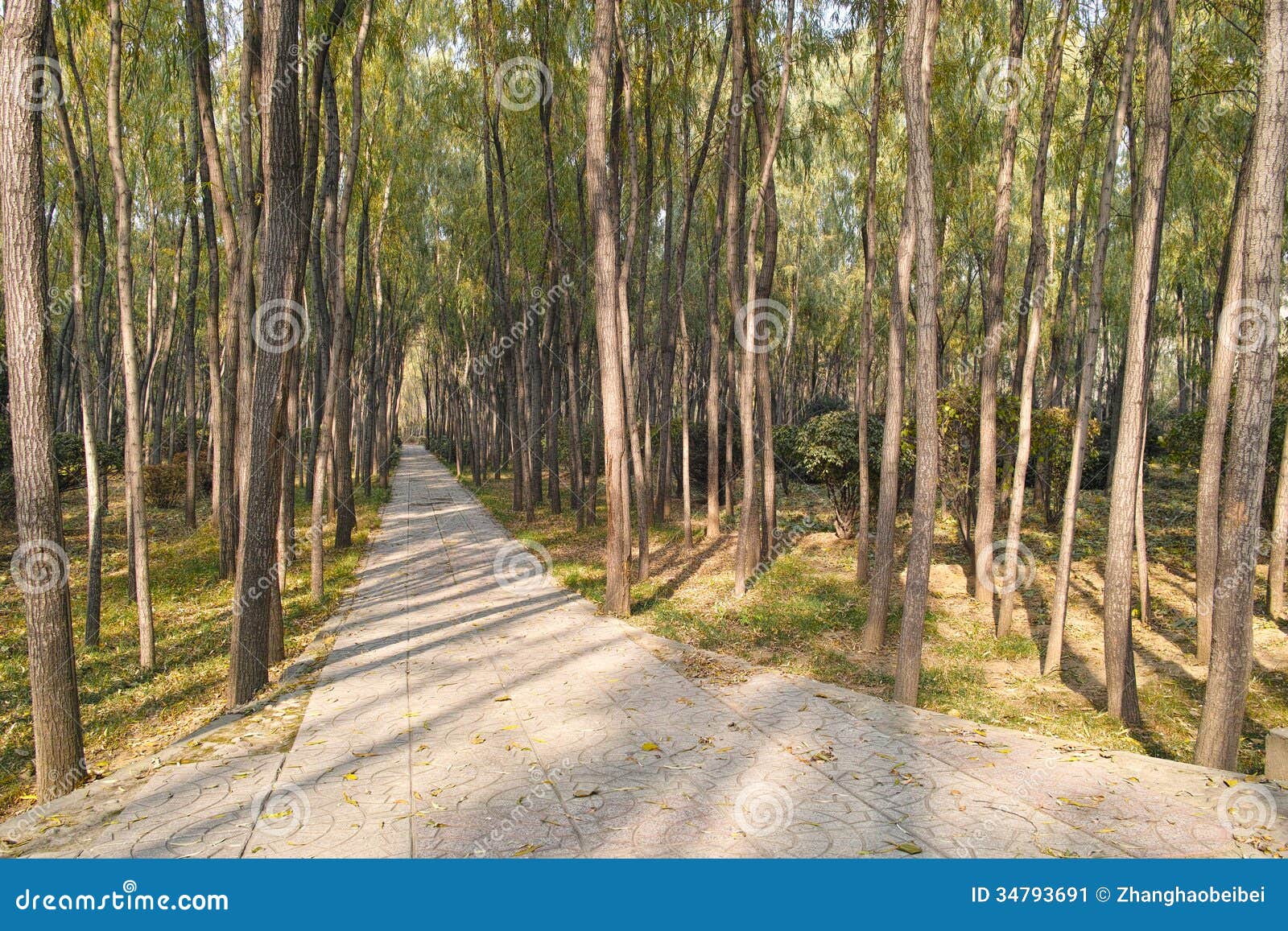 Willow forest and foodway stock image. Image of wood - 34793691
