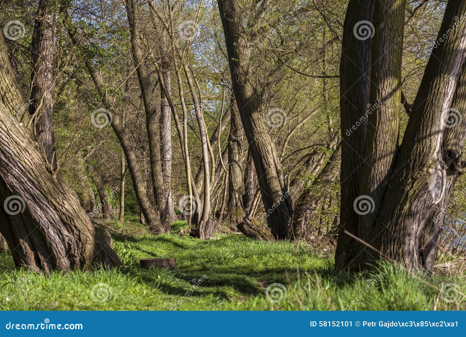 Willow forest stock image. Image of colour, forest, park - 58152101