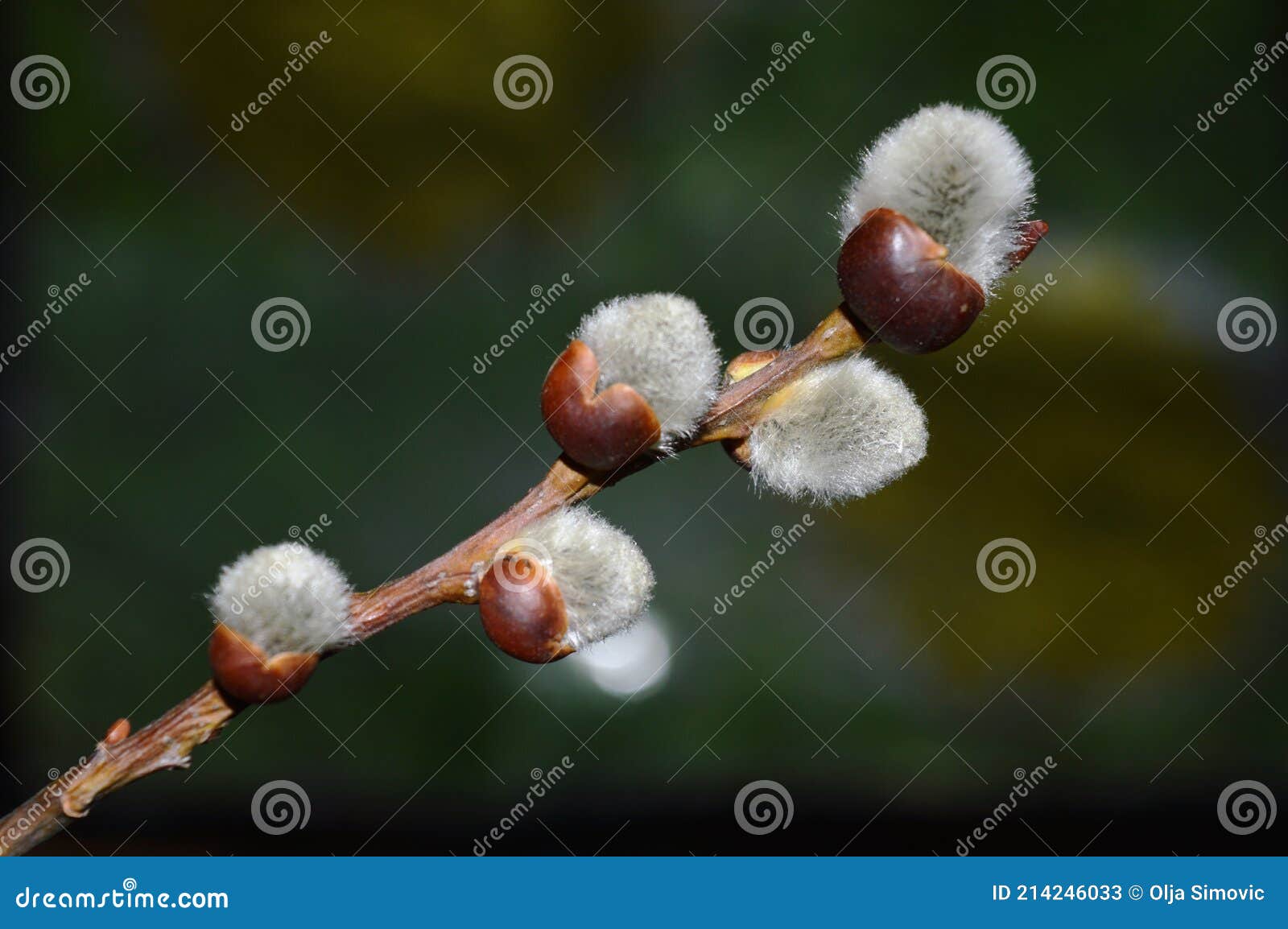 Willow fruits in autumn stock image. Image of branch - 214246033