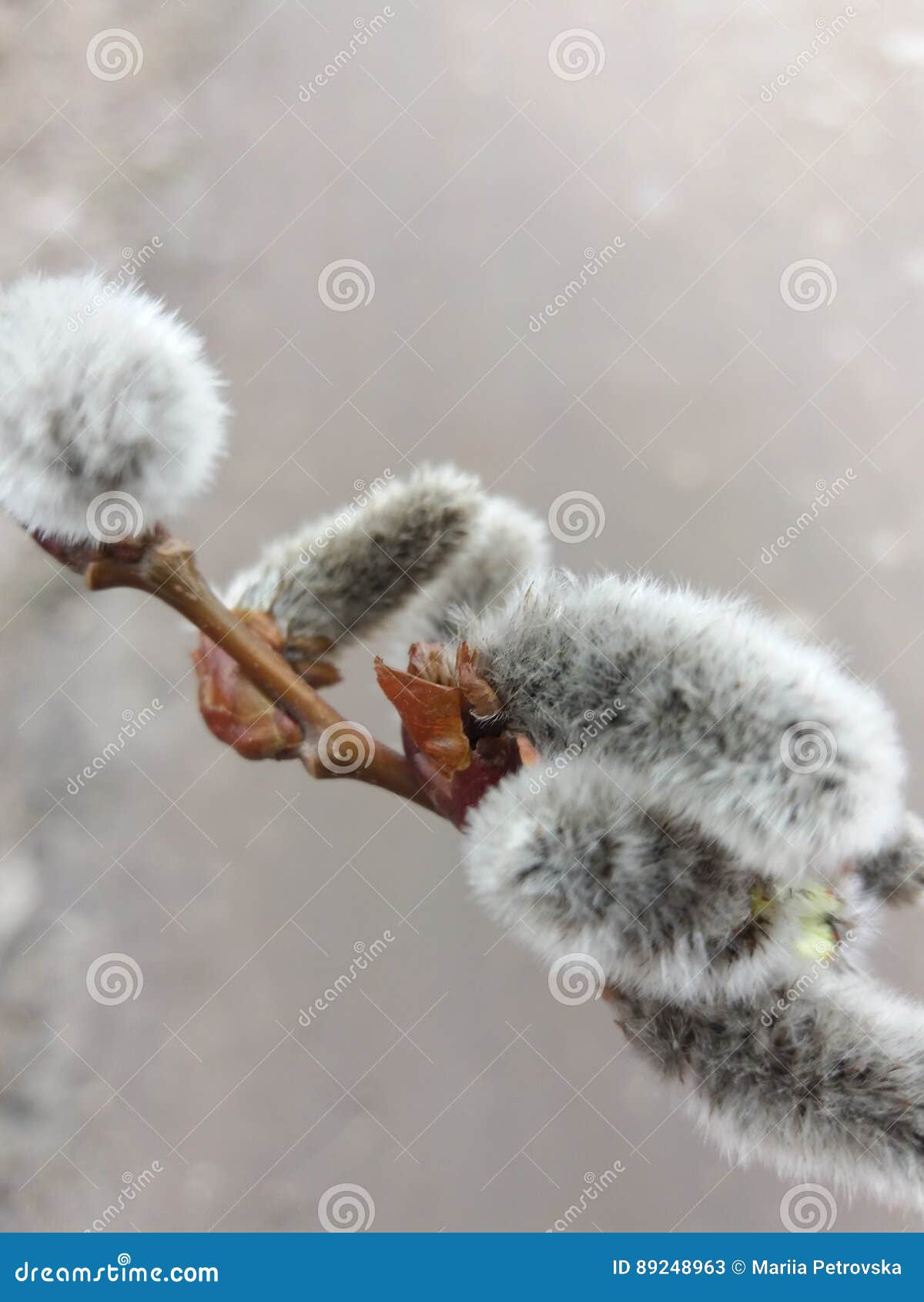 Willow stock image. Image of fresh, grey, willow, nature - 89248963