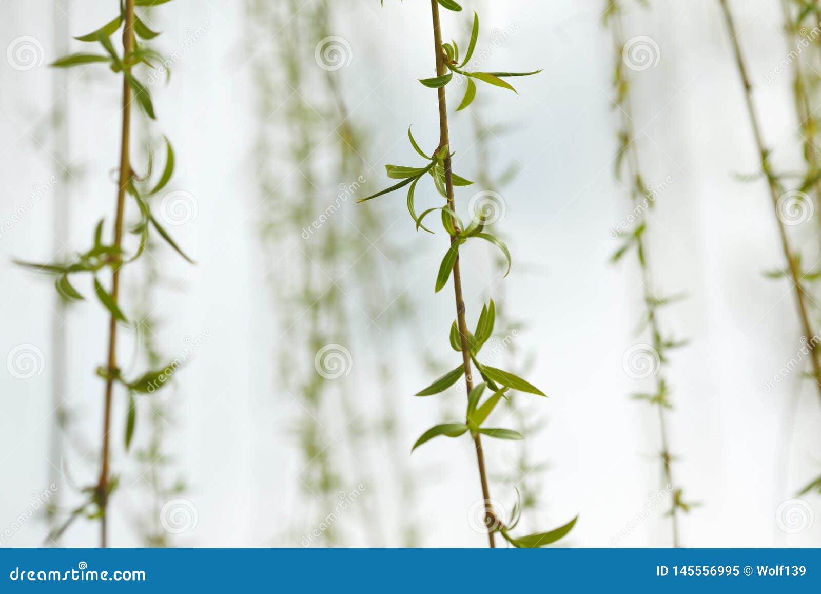 Willow hanging branches stock image. Image of leaves - 145556995