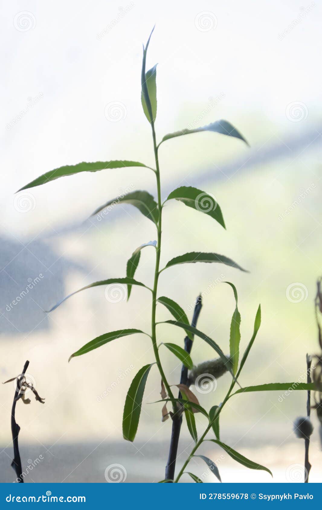 The Willow Has Sprouted. a Small Willow Sprout from Seals. Green Willow ...