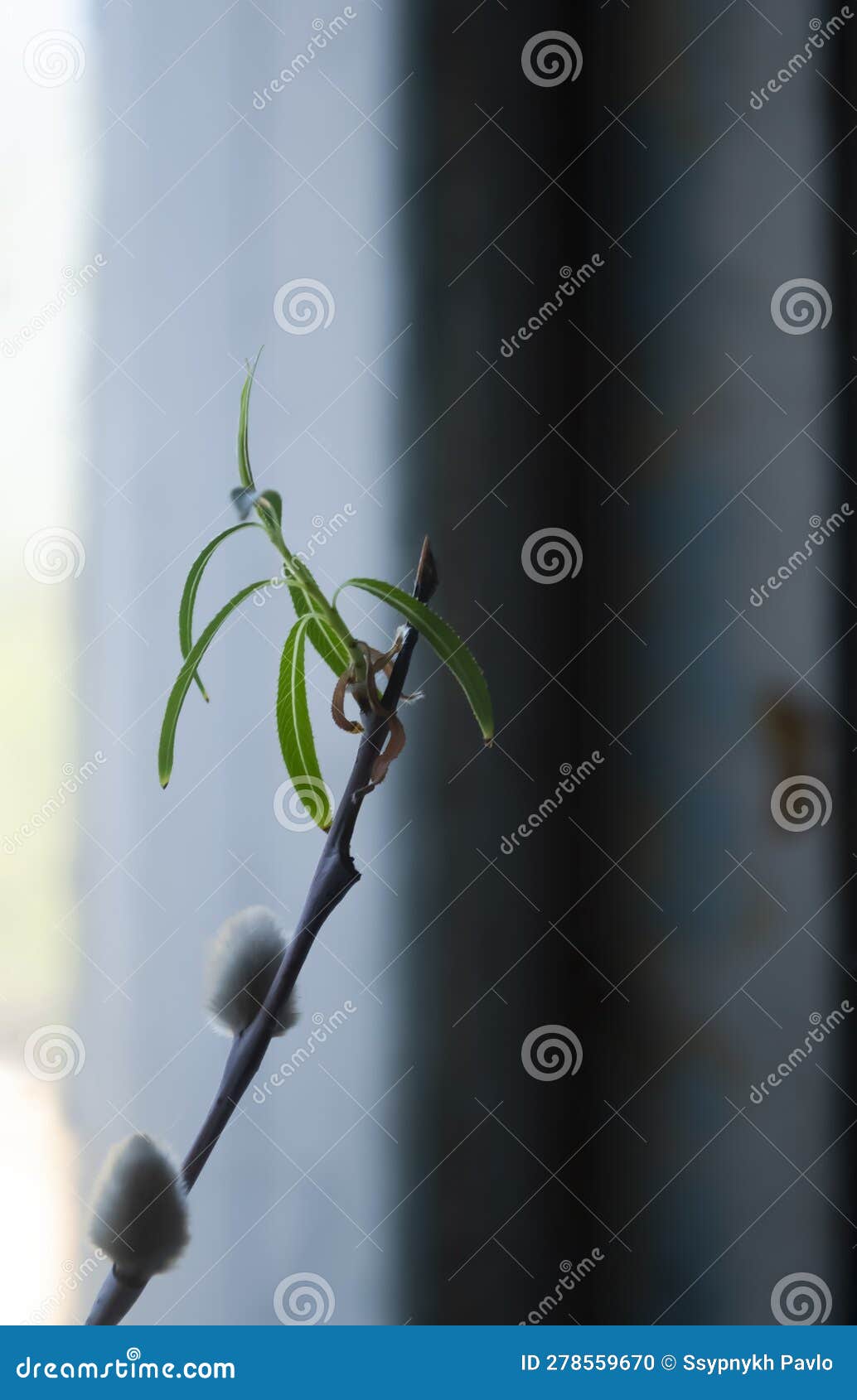 The Willow Has Sprouted. a Small Willow Sprout from Seals. Green Willow ...