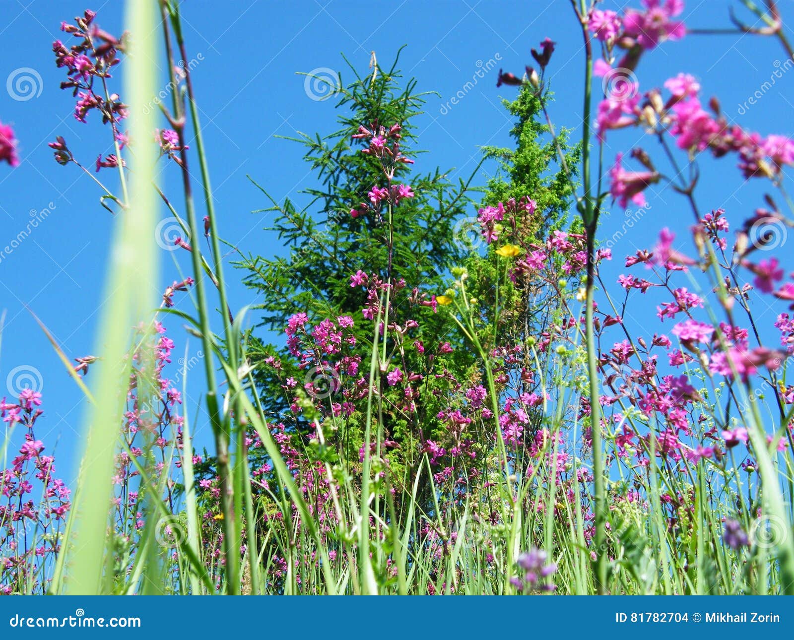 Willow-herb Meadow Chamerion Angustifolium Fireweed Rosebay Stock Photo ...