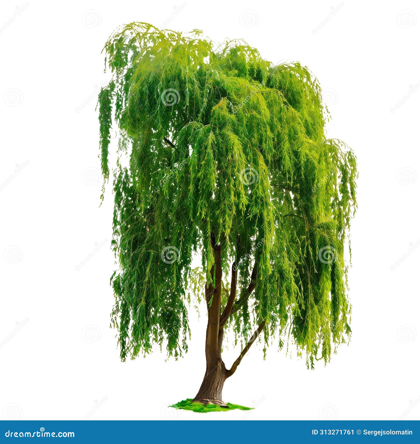 Willow Isolated on a White or Transparent Background. Willow Tree with ...