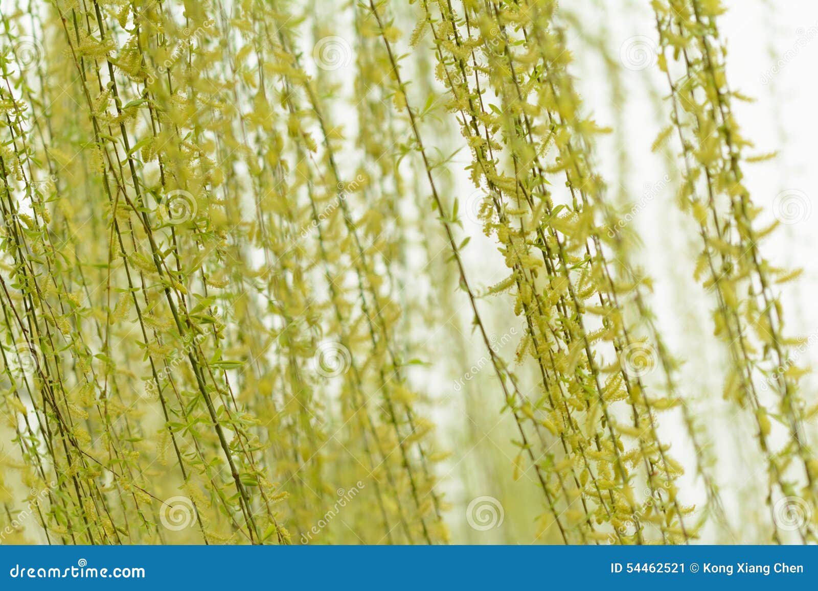 Willow stock image. Image of leafs, tree, fresh, yellow - 54462521