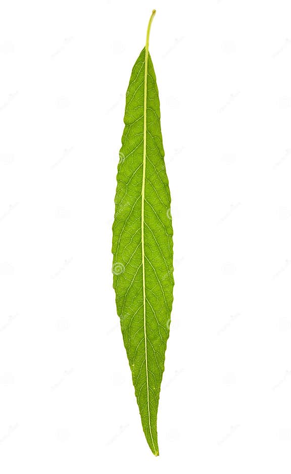 Willow leaf stock image. Image of pattern, spring, nature - 9609725