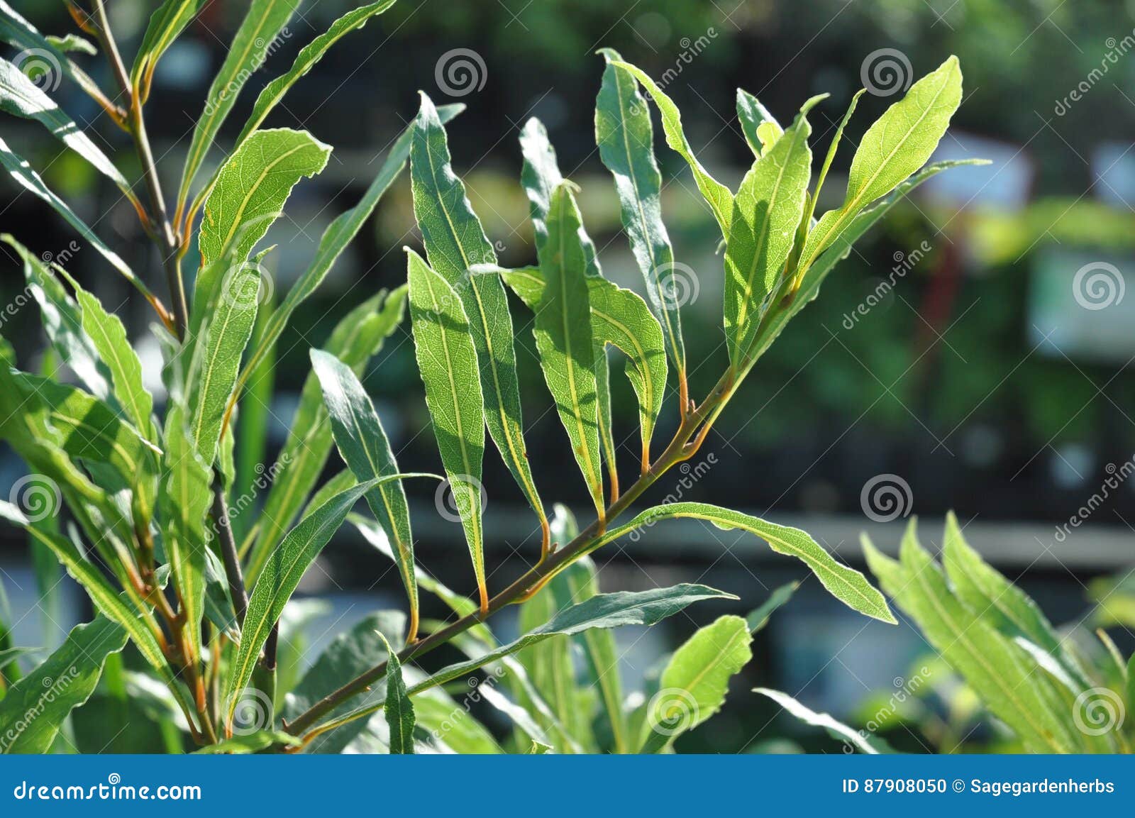 Willow Leaf Bay Laurel Laurus Nobilis Stock Photo - Image of laurus ...
