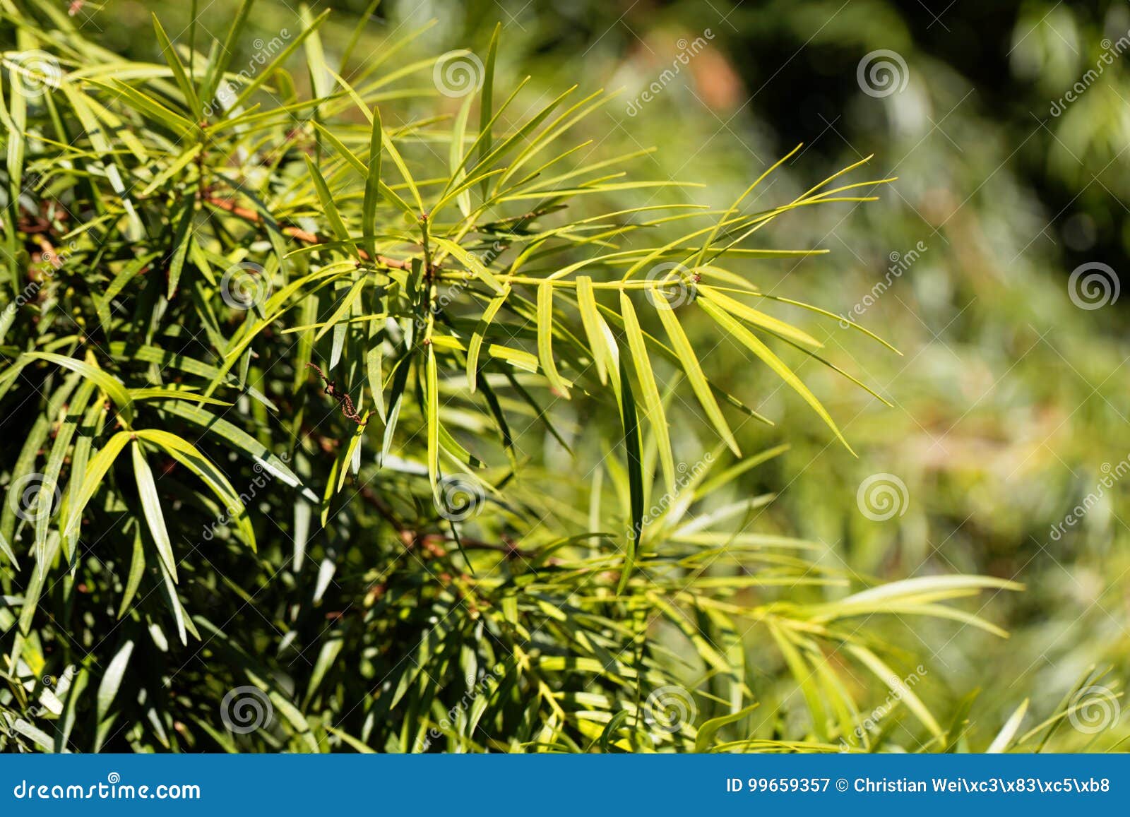 Willow Leaf Podocarp Podocarpus Salignus Stock Image - Image of ...
