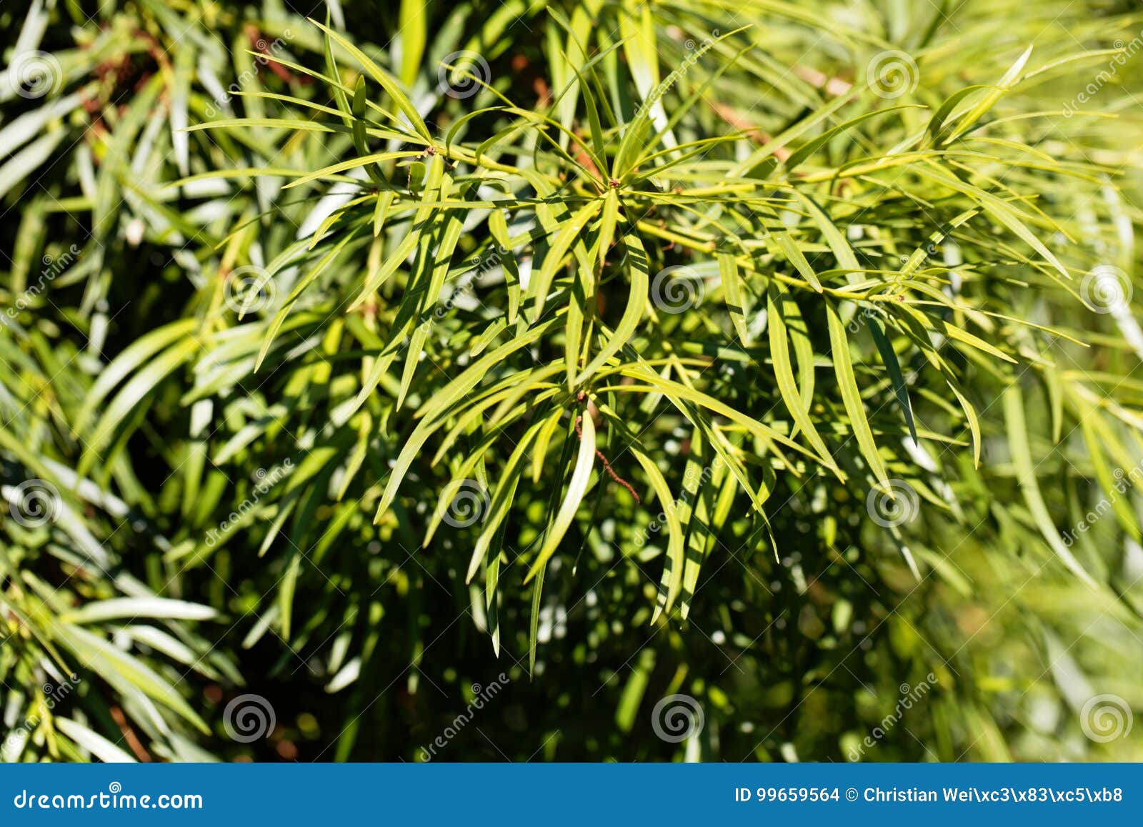 Willow Leaf Podocarp Podocarpus Salignus Stock Photo - Image of conifer ...