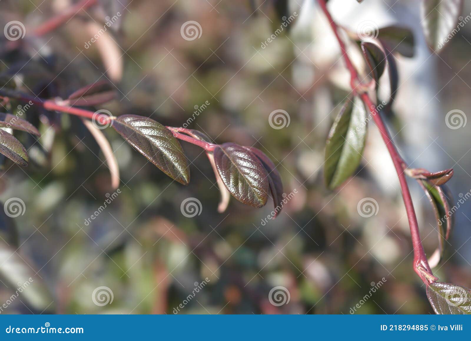 Willow-leaved cotoneaster stock image. Image of cultivar - 218294885