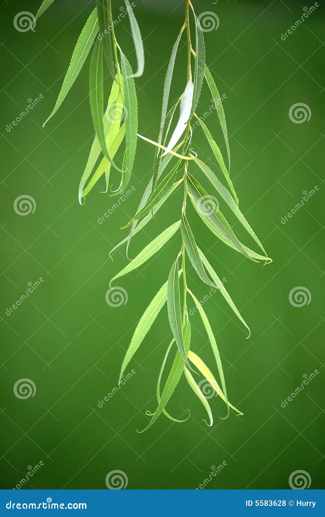 Willow Leaves Backgrounds Stock Image | CartoonDealer.com #3280705